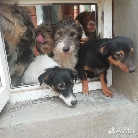 Маленькие собачки ищут дом