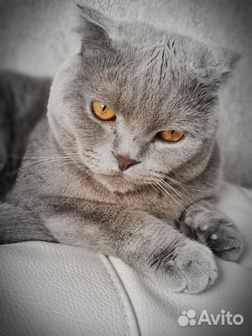 Шотландская вислоухая котик