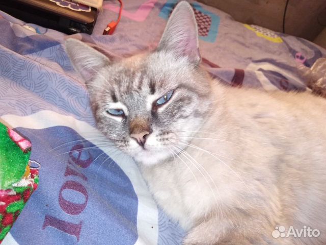 Кошка в очень добрые руки