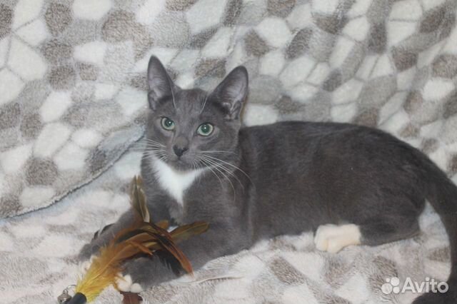 Смышлёный мальчик в дар 4 месяца котята в добрые