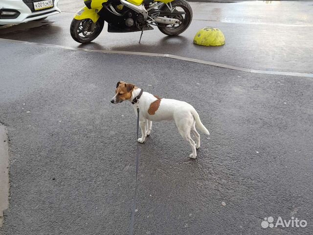 Джек Рассел терьер бесплатно