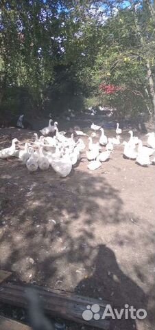 Утки муларды