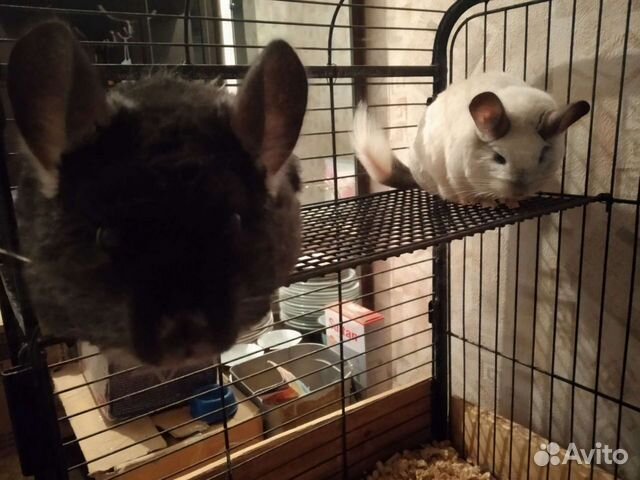 Шиншилла с клеткой