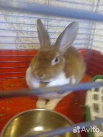 Кролик рекс