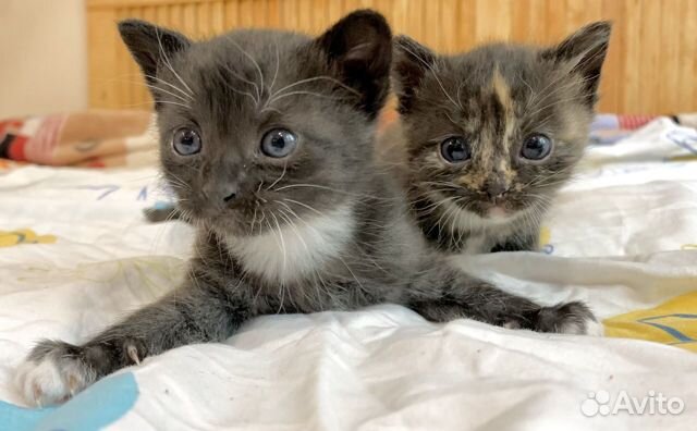 Котята бесплатно
