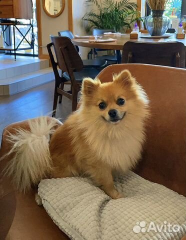 Померанский шпиц вязка