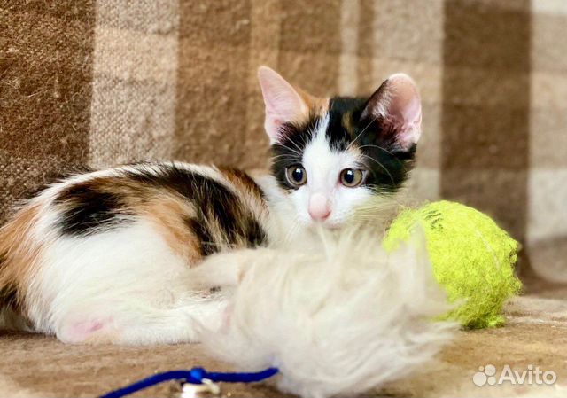 Трехцветная котёнок Вишенка в добрые руки