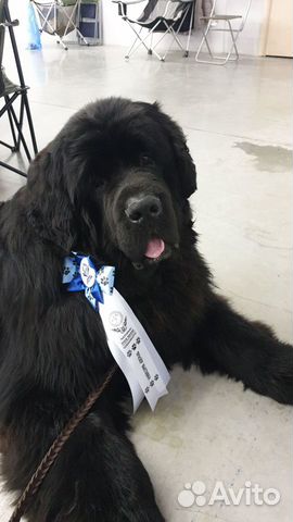 Кобель для вязки Ньюфаундленда