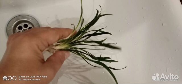 Аквариумные растения прополка