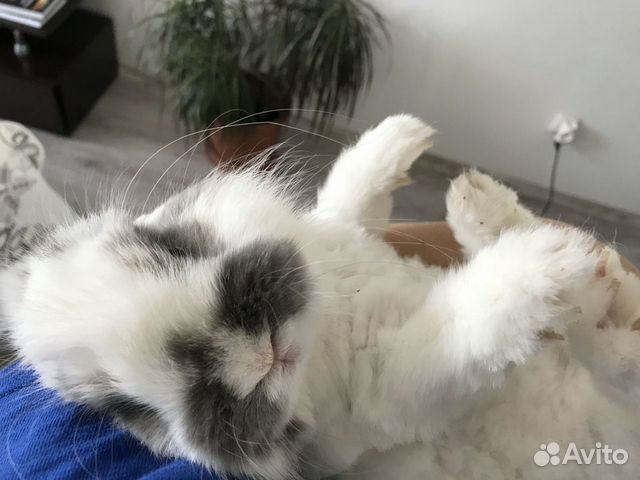 Отдам крольчонка в добрые руки