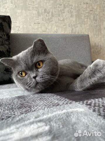 Отдам в добрые руки шотланскую кошку