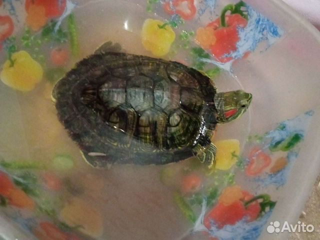 Красноухая черепаха с аквариумом
