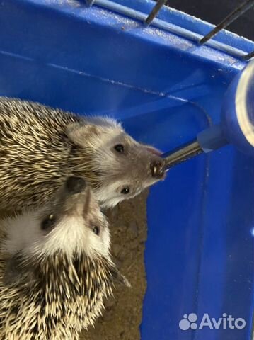 Африканский ежик