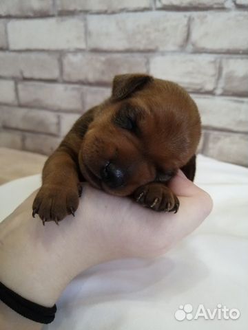 Щенок цвергпинчера