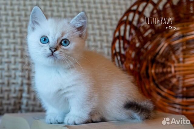 Манчкин котик