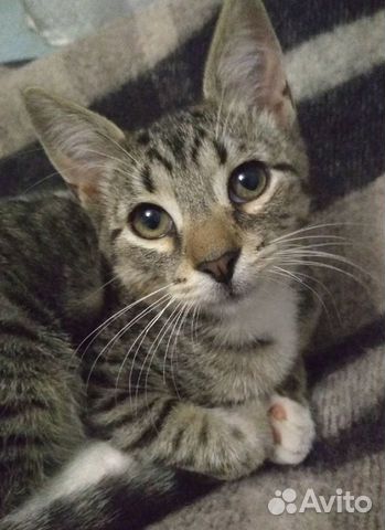 Котенок Джон в добрые руки