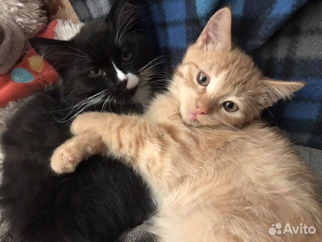 Котята