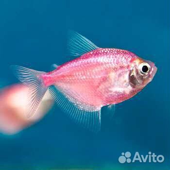 Рыбка тернеция