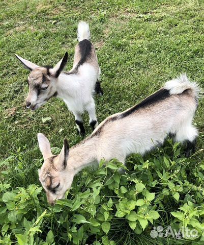 Козлята