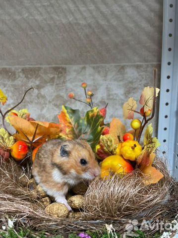 Сирийский хомяк