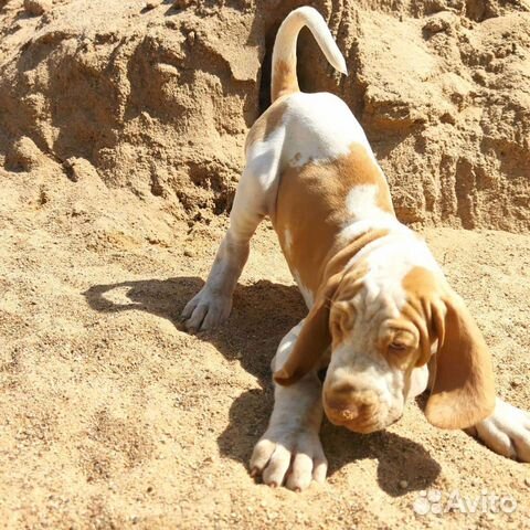 Щенок Бракко Итальяно