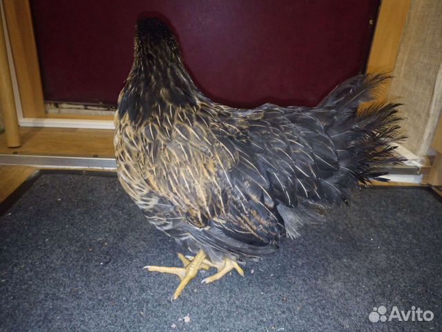 Цыпленок брама+бройлер