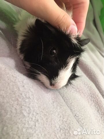 Морские свинки