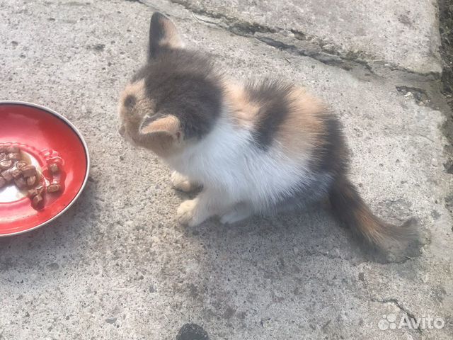 Котёнок на счастье