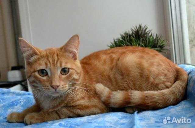 Рыжая Кошка Роксана в добрые руки