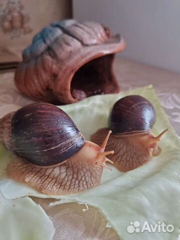 Улитки ахатины