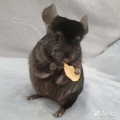 Шиншиллята мальчики 5 мес (2 братика)