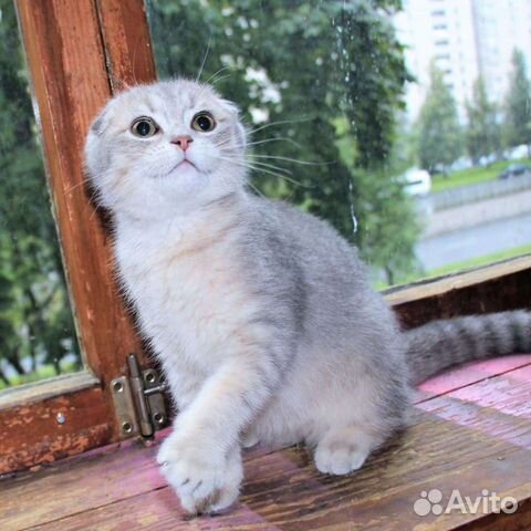 Мальчик скоттиш-фолд