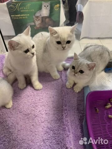 Британские котята