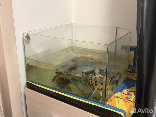 Красноухие черепахи