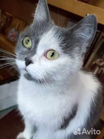 Кошка мышеловка (Монастырская кошечка)