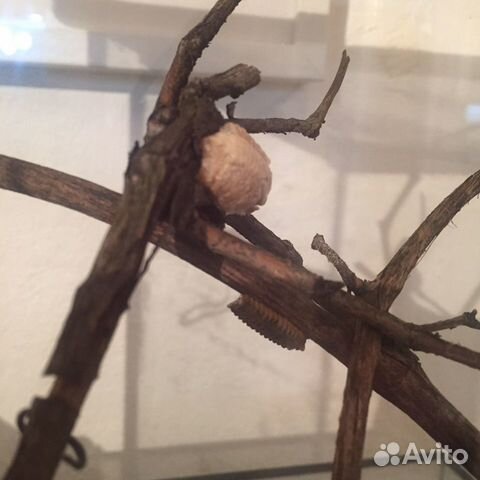 Оотеки богомола