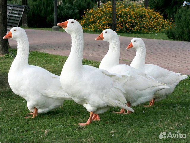 Домашняя птица: гуси,куры,петухи