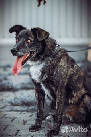 Шарик из приюта ищет дом