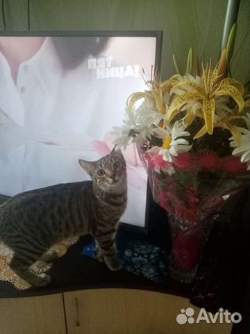 Отдам в хорошие руки котика