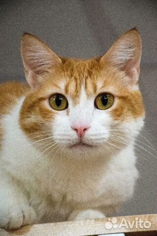 Кошка бесплатно