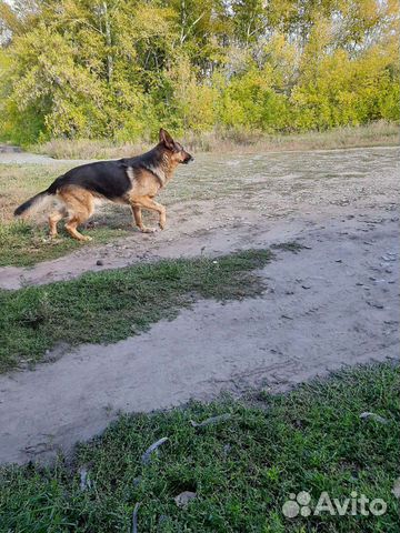 Кобель ищет сучку на случку