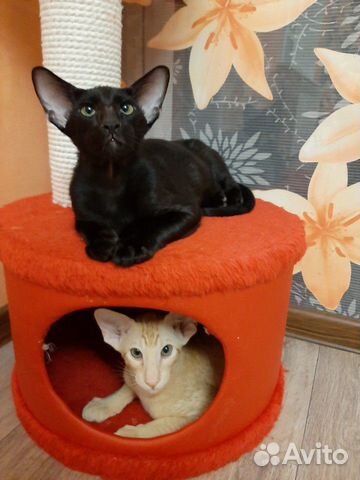 Ориентальные котята Морсель и Кристоф