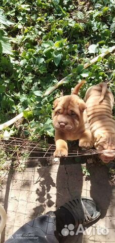 Щенки шарпей