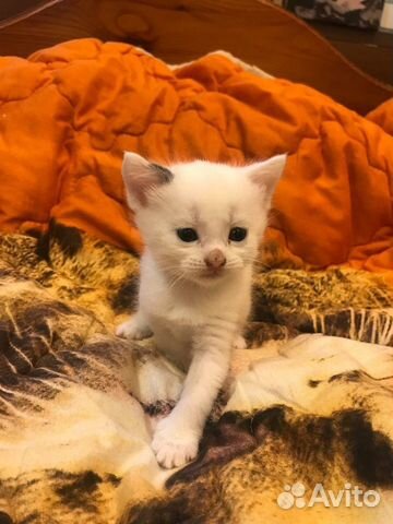 Котёнок маленький мальчишка, ищет себе тёплый и ую