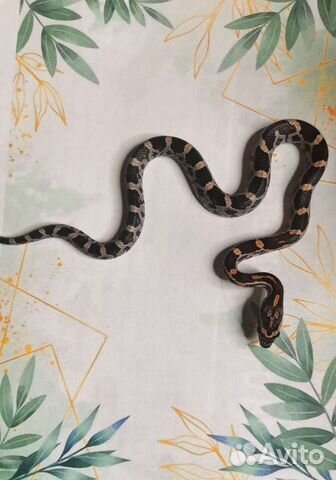 Маисовый полоз Masque 66 het Scaleless Amelanistic