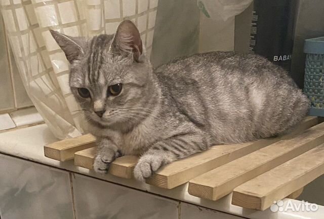 Шотландская кошка