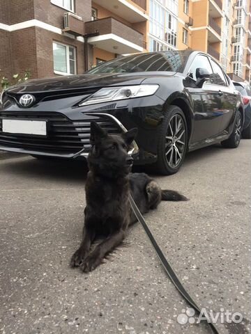 Красавица Адель ищет дом