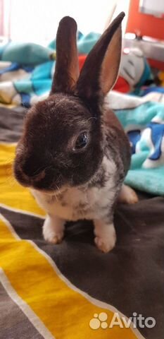 Декоративный кролик С клеткой