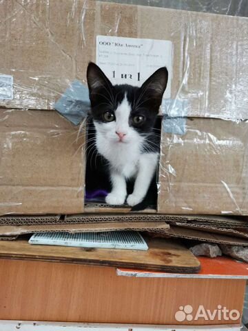 Котенок ищет дом