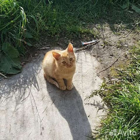 Рыжий котёнок 3 месяца